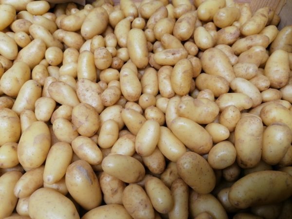 Pomme de Terre GRENAILLE LINZER DELIKATESS – Origine FRANCE- | Simond ...