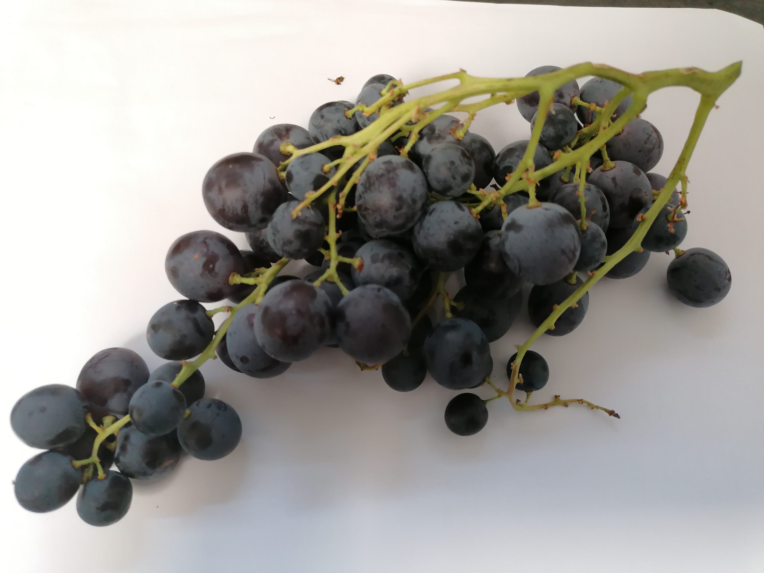 RAISIN MUSCAT – Origine France – | Simond Fruits & Légumes